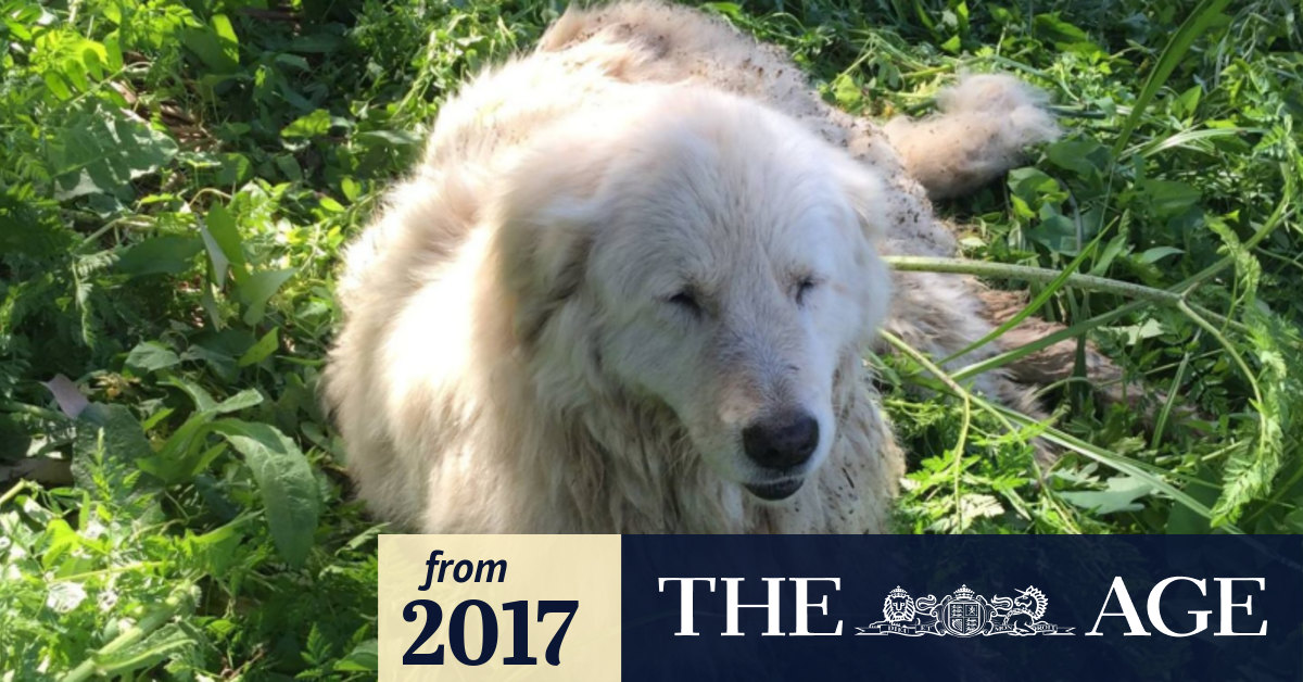 Oddball, Warrnambool's penguin protector, dies at 15 (that's 105 in dog years)